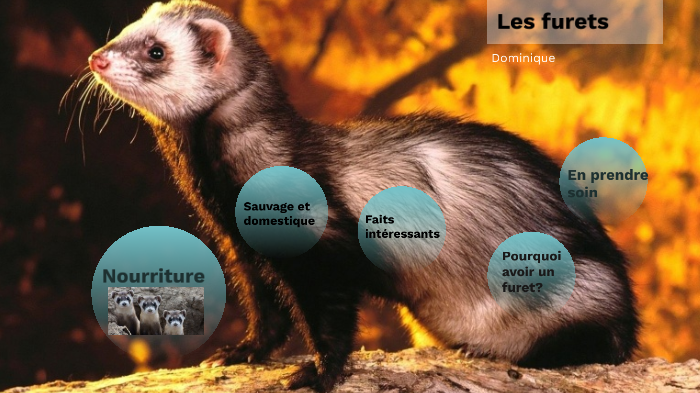 Les furets by Dominique Provost on Prezi