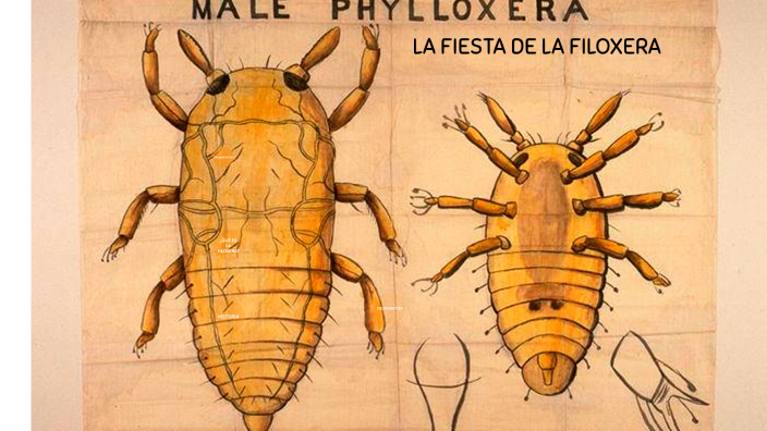 LA FILOXERA by Mili Lorenzo Lossio on Prezi