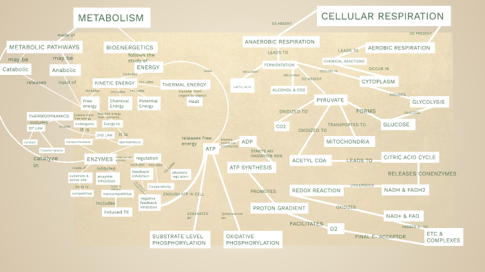Biology Concepts Overview by sam rivard on Prezi