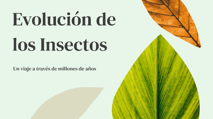 Evolución de los Insectos by Camila Franco on Prezi