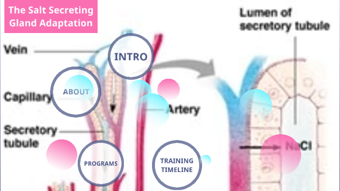 The Salt Secreting Gland Adaptation by Kate Kuzneski on Prezi