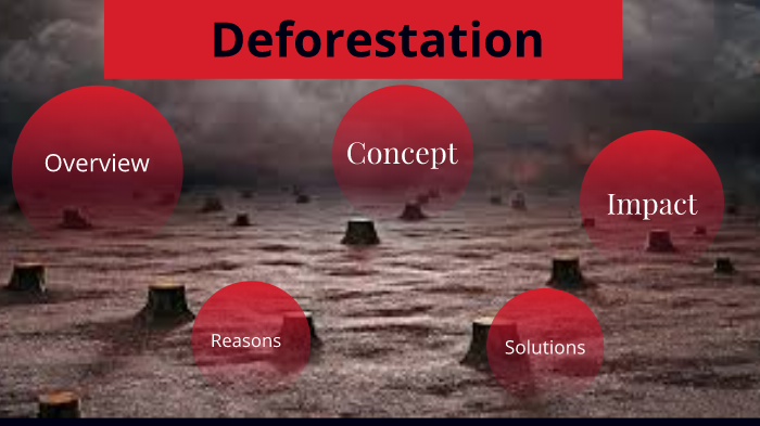 deforestation by stephanie erhardt on Prezi