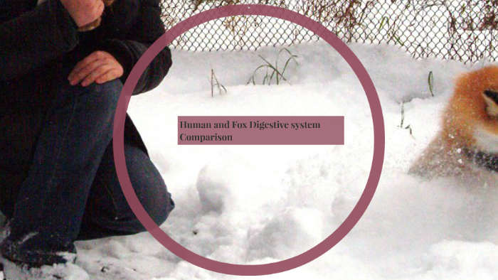 Human and Fox Digestive system Comparison by Karen Puentes on Prezi