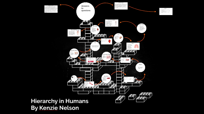 Hierarchy in Humans by Mackenzie Nelson on Prezi