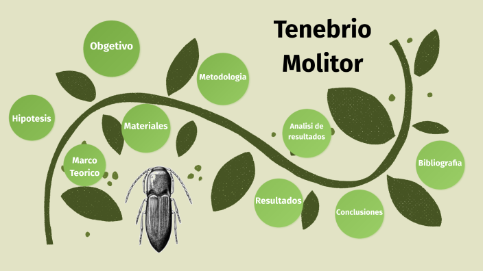Tenebrio Molitor by GABRIEL PERALTA VALENTIN on Prezi