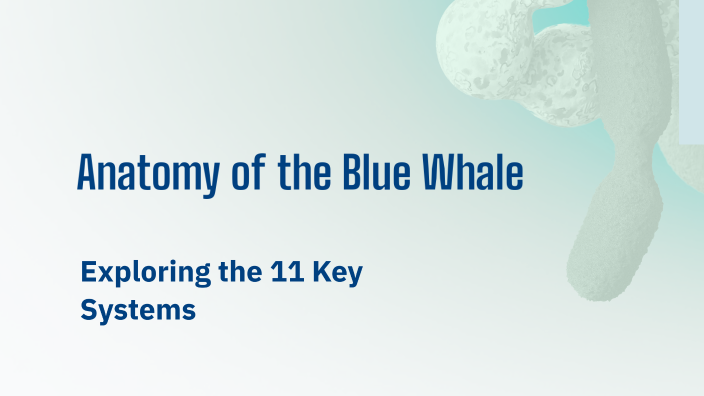 Anatomy of the Blue Whale by Lexey Paxton on Prezi