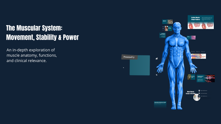 Understanding the Muscular System: A Comprehensive Guide for Medical ...