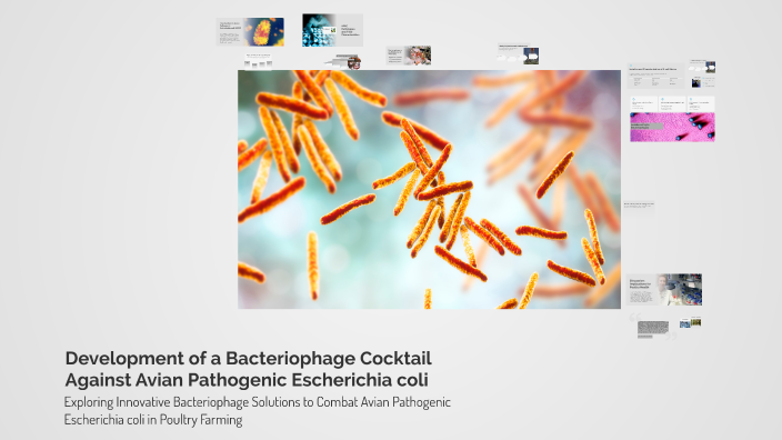 Development of a Bacteriophage Cocktail Against Avian Pathogenic ...