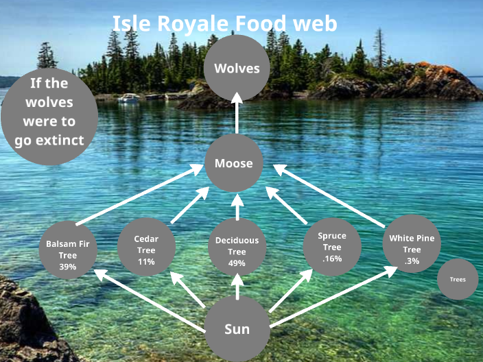 Isle Royale food web by Taina Marsh on Prezi
