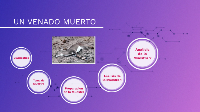 VENADO MUERTO by ari padilla on Prezi