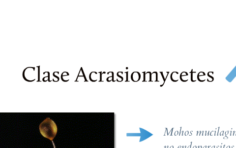 Acrasiomycetes. by eduardo quintanar on Prezi