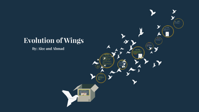 Evolution of Wings by Alec Weerasundara on Prezi