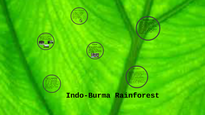 Ido-Burma Rainforest by Amelia Crane