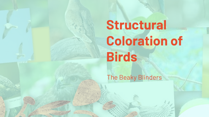Structural Coloration of Birds by Austin Klink on Prezi