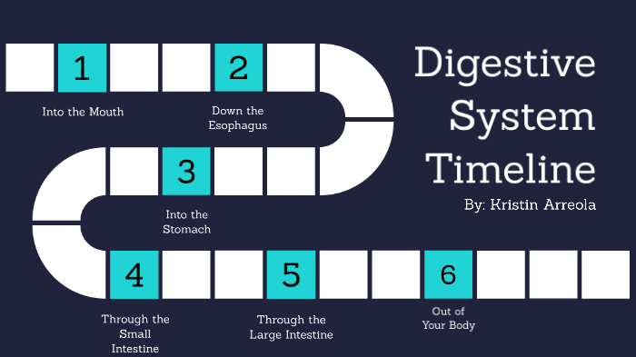 The Digestive System Timeline by Kristin Arreola on Prezi