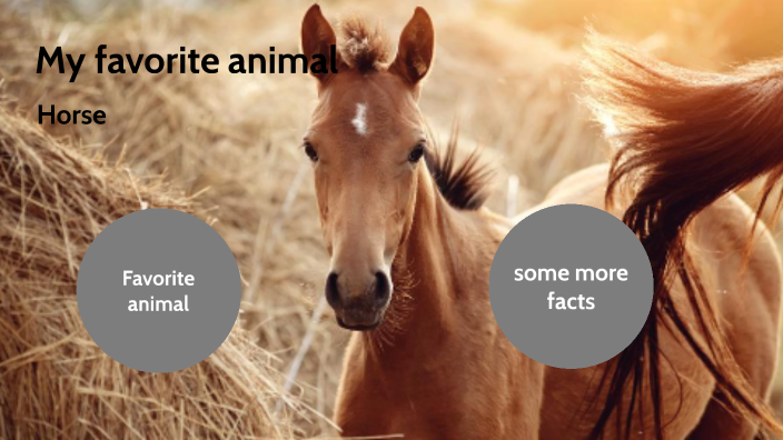 My shoe by Thea Cohen on Prezi