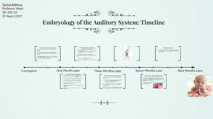 Embryology of the Auditory System: Timeline by Serina Addona on Prezi