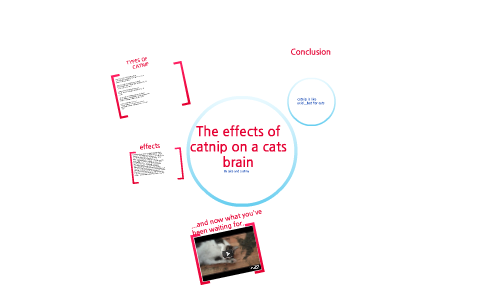 the effects of catnip on cats brain by Justina Mahler on Prezi