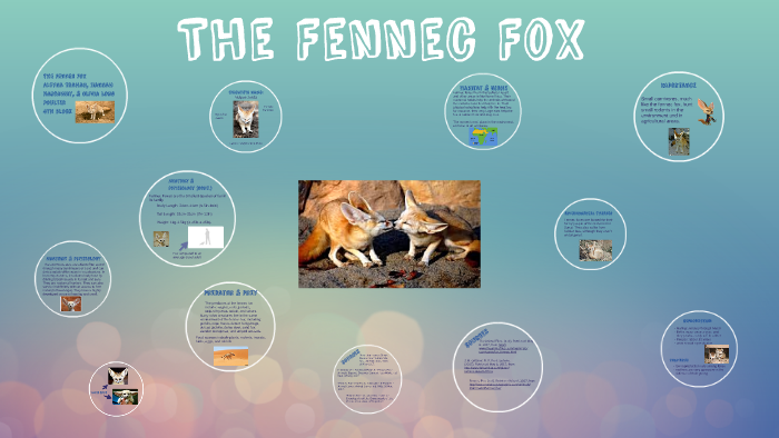 The Fennec Fox by Aleyna T. on Prezi