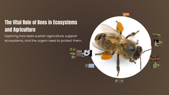 The Vital Role of Bees in Ecosystems and Agriculture by Virgile patrix ...
