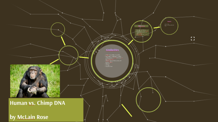 Human vs. Chimp DNA by McLain Rose on Prezi