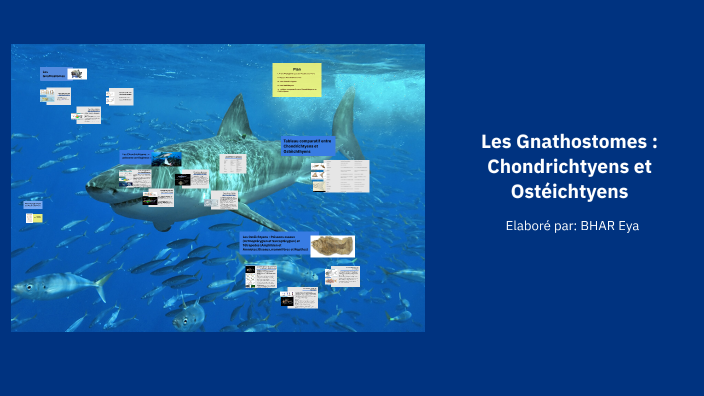 Les Gnathostomes : Chondrichtyens et Ostéichtyens by Eya Bhar on Prezi