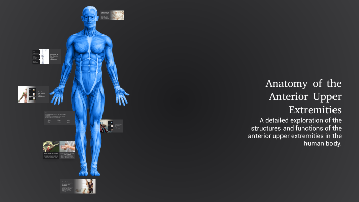 Anatomy of the Anterior Upper Extremities by Shanalyn Orlando on Prezi
