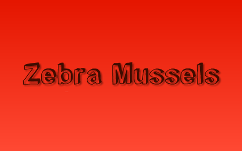 Zebra mussels project. by Jared Kujala on Prezi