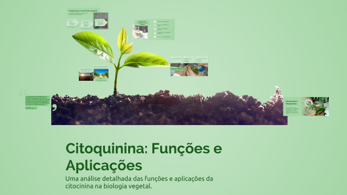 Citoquinina: Funções e Aplicações by Augusto on Prezi