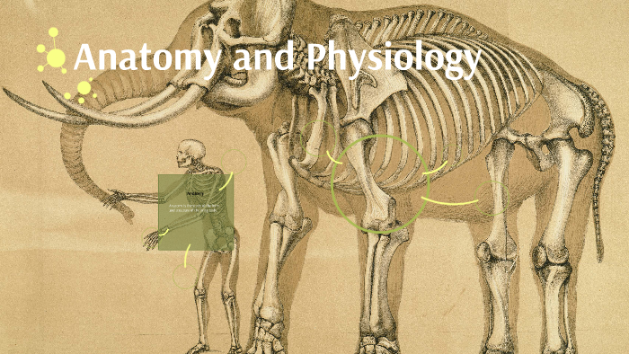 Structure equals Function by Kimberly Pescosolido on Prezi