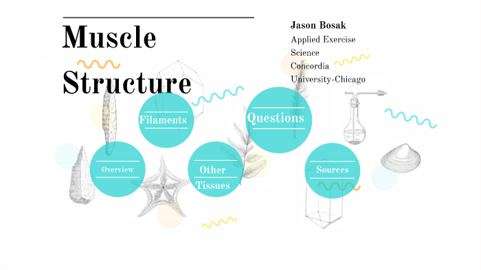 Skeletal Muscle Structure by Jason Bosak on Prezi