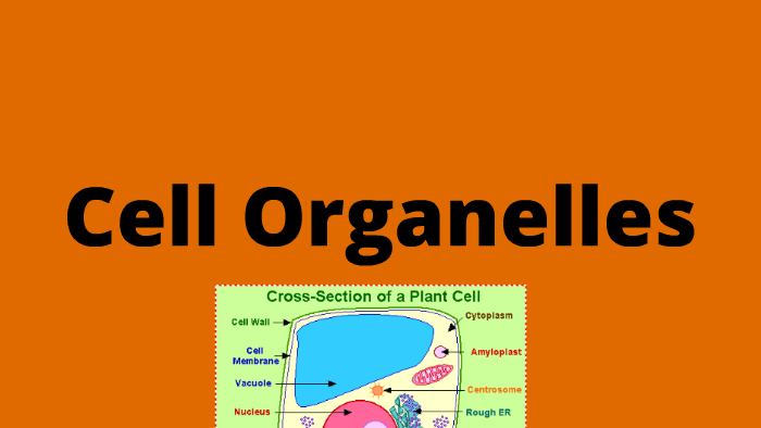 Cell Organelles by jacob howington on Prezi