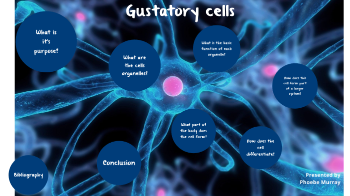 Gustatory Cell by Phoebe Murray on Prezi
