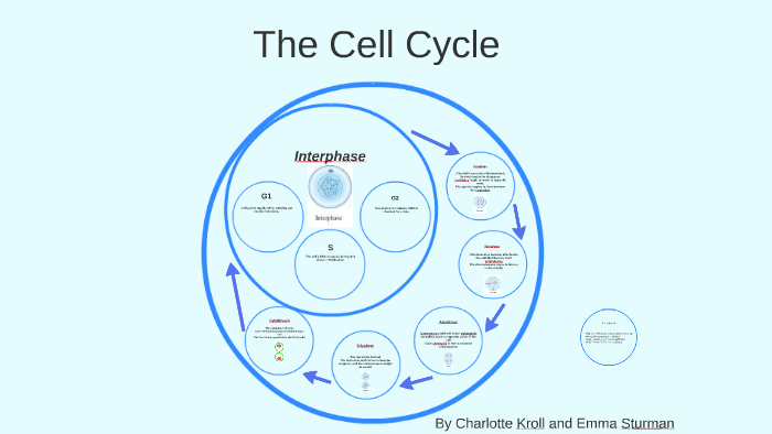 The Cell Cycle by Charlotte Kroll on Prezi