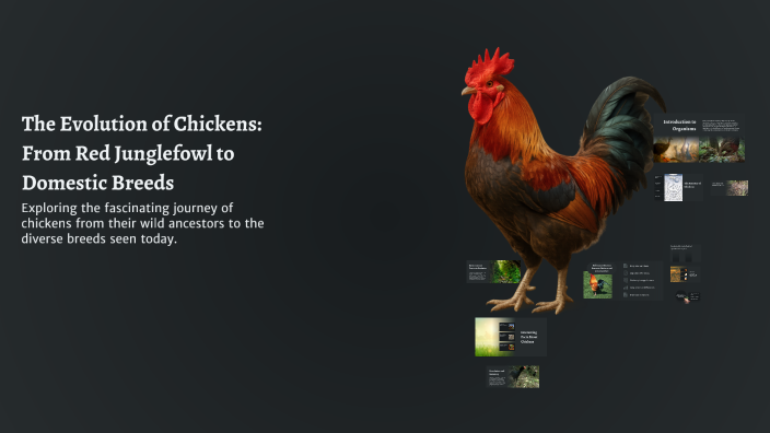 The Evolution of Chickens: From Red Junglefowl to Domestic Breeds by ...