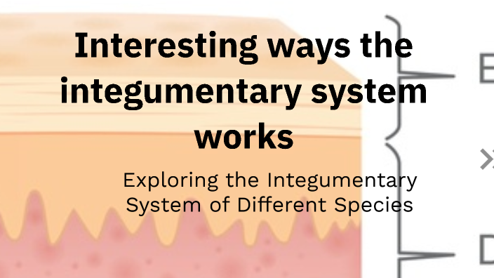Interesting ways the integumentary system works by sarah smith on Prezi