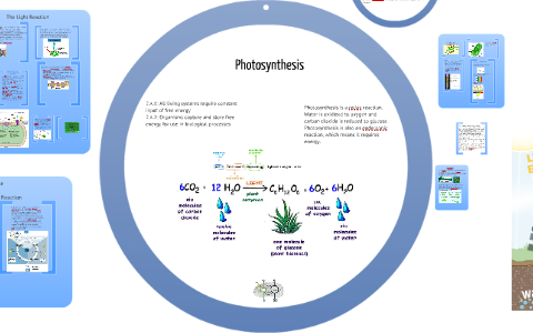 AP Biology- Photosynthesis by My Nguyen on Prezi