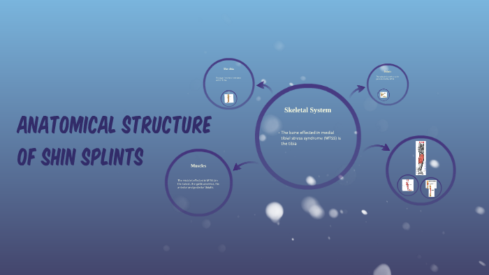 Anatomical structure of Shin Splints by Tiffany Sullivan on Prezi