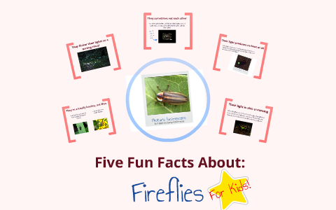 Five Fun Facts About: Fireflies (For Kids) by John Schorr on Prezi