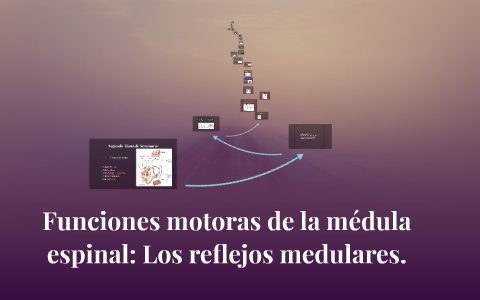 Funciones motoras de la médula espinal: Los reflejos medular by Deyanira M'Garcia on Prezi