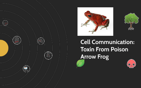 Toxin From Poison Arrow Frog by Shaan Bhalaru on Prezi