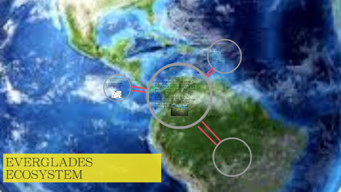 Everglades Ecosystem by Gavin Williams on Prezi