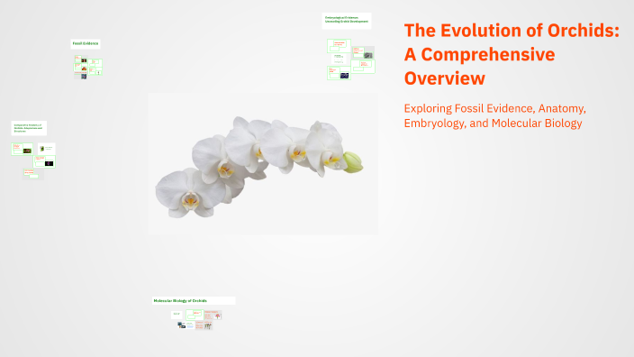 The Evolution of Orchids: A Comprehensive Overview by Ben Daniels on Prezi