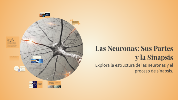 Las Neuronas: Sus Partes y la Sinapsis by Gloria Gallo on Prezi