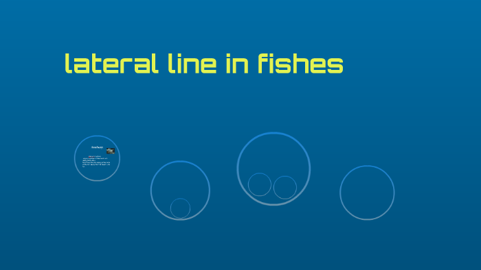 lateral line in fishes by sara bahaa on Prezi