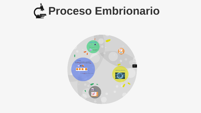 Fases del proceso embrionario by Diego Ferco