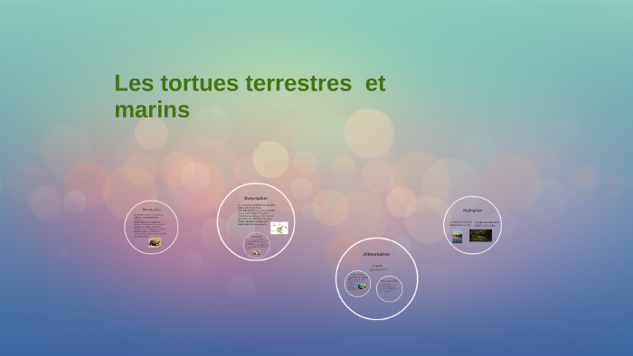 les tortue by Jon Deeb on Prezi