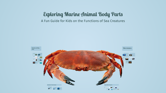 Exploring Marine Animal Body Parts by Norma Peña on Prezi