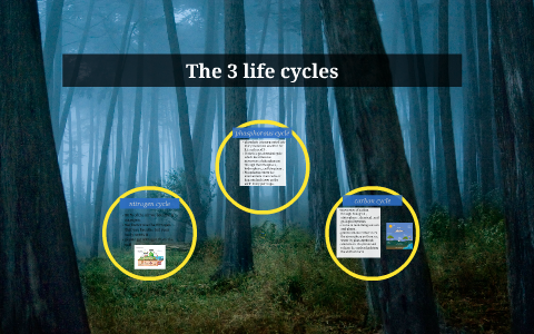The 3 life cycles by Megan Saari on Prezi