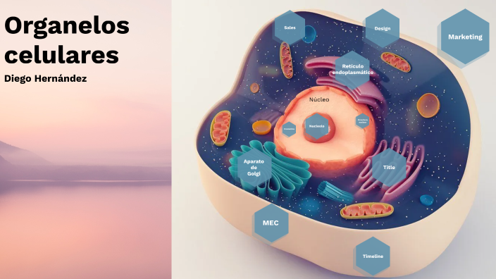 Organelos celulares by Diego HG on Prezi